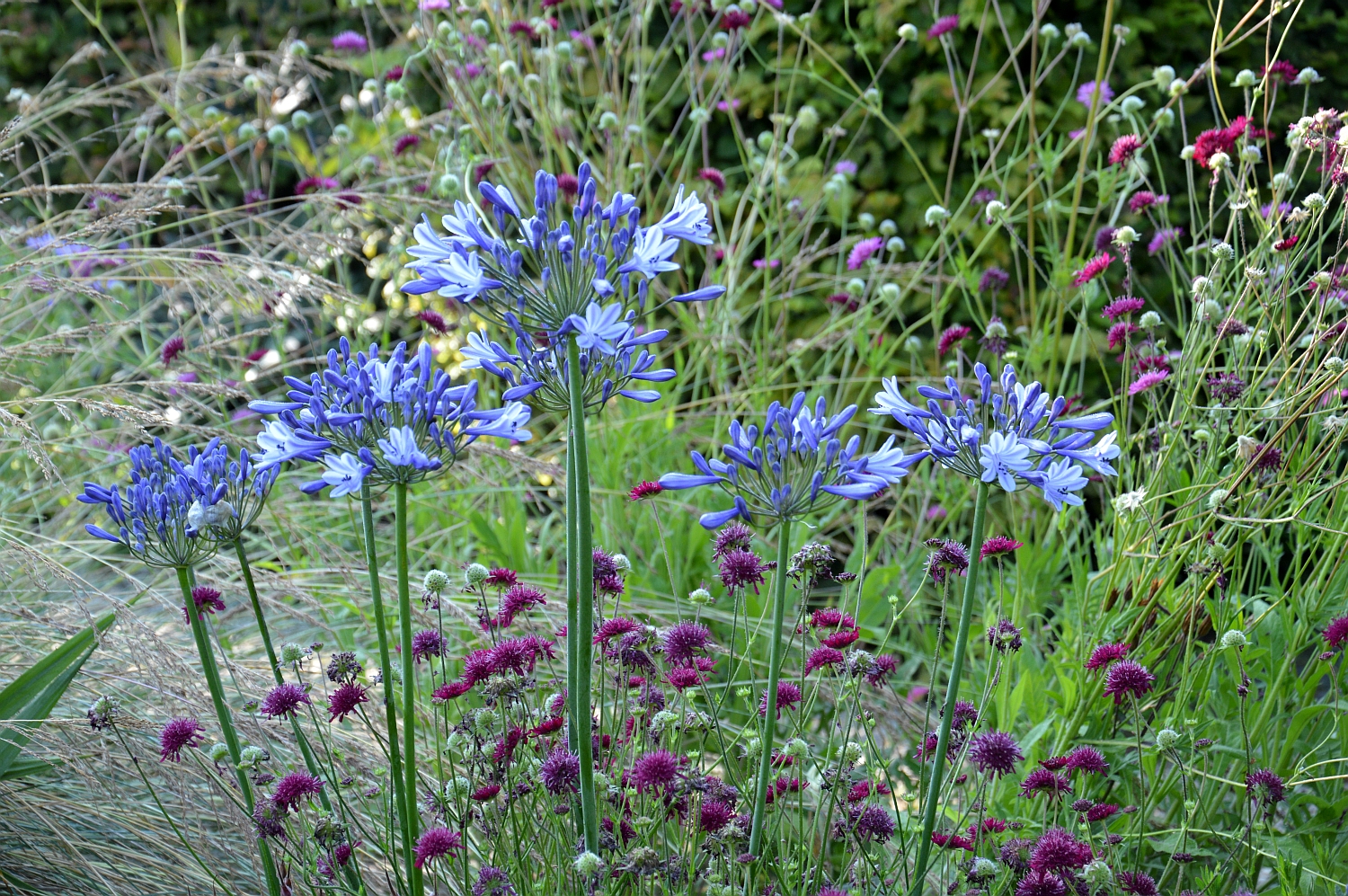 Agapanthus: topper voor de tuin | blog | Laurence Machiels - Journalist