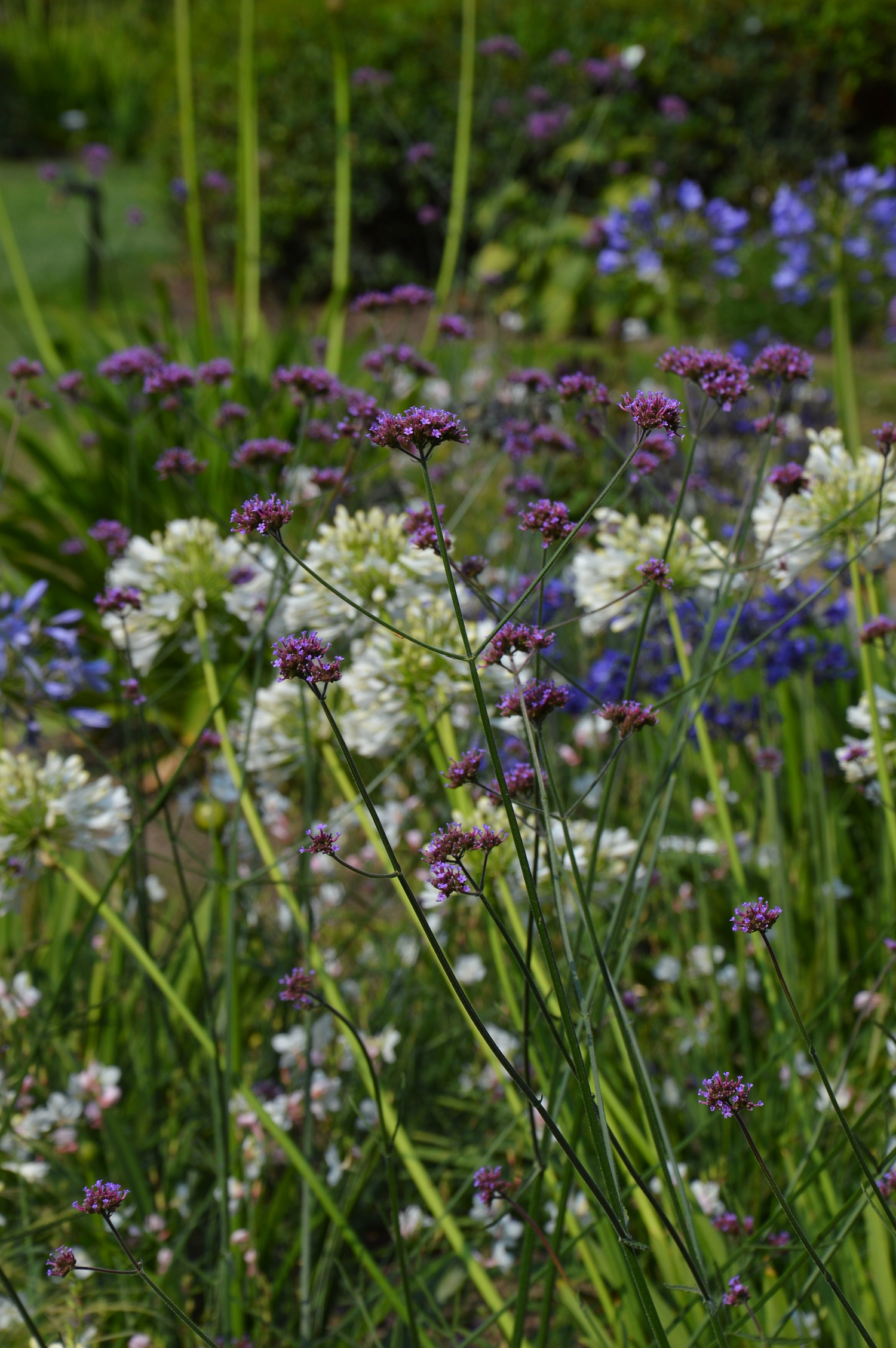 Agapanthus: topper voor de tuin | blog | Laurence Machiels - Journalist