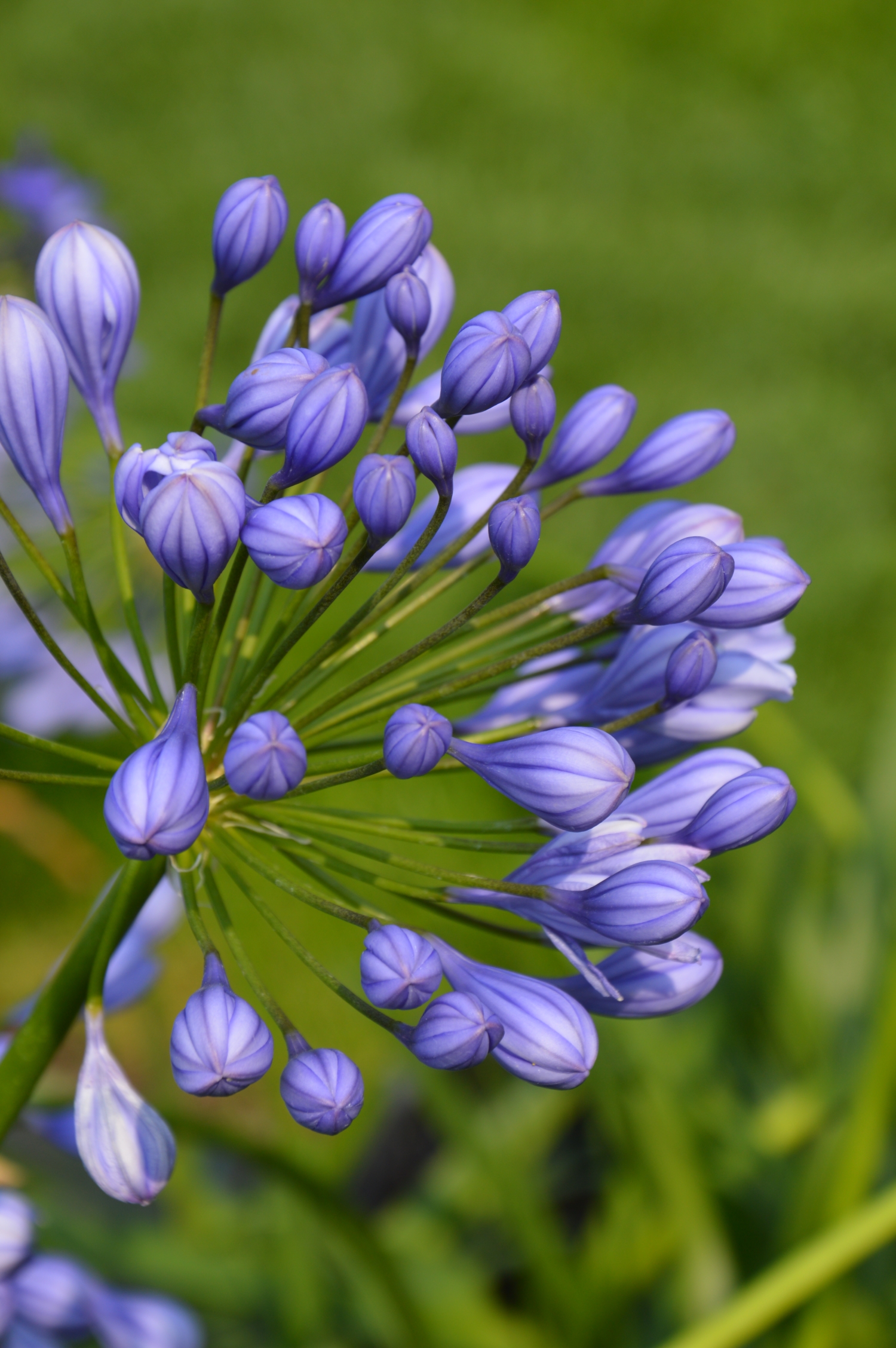 Agapanthus: topper voor de tuin | blog | Laurence Machiels - Journalist