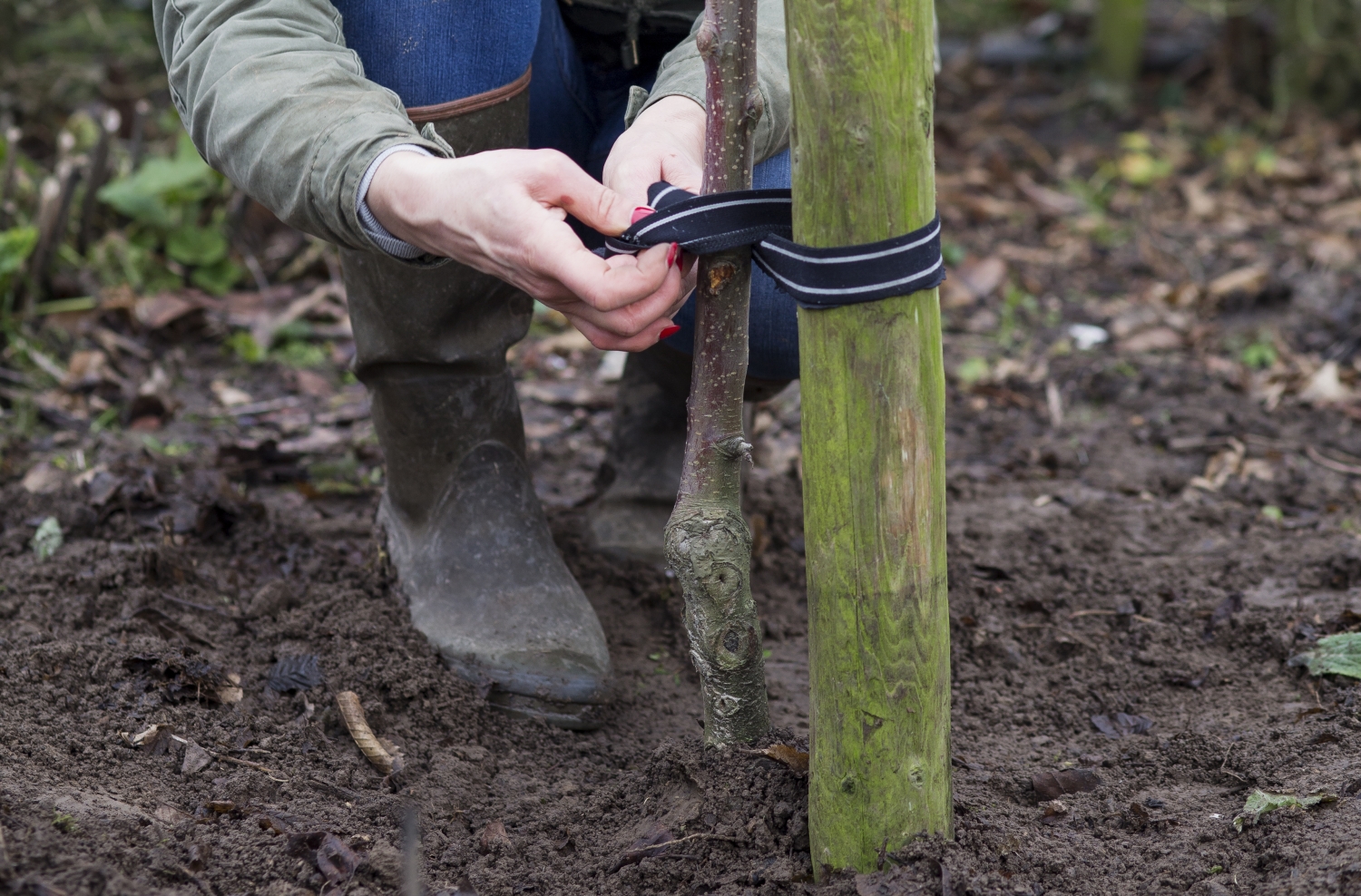 Zo plant je een boom | blog | Laurence Machiels - Journalist