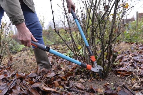 Bessenstruiken snoeien? Zo eenvoudig is het. | blog | Laurence Machiels ...